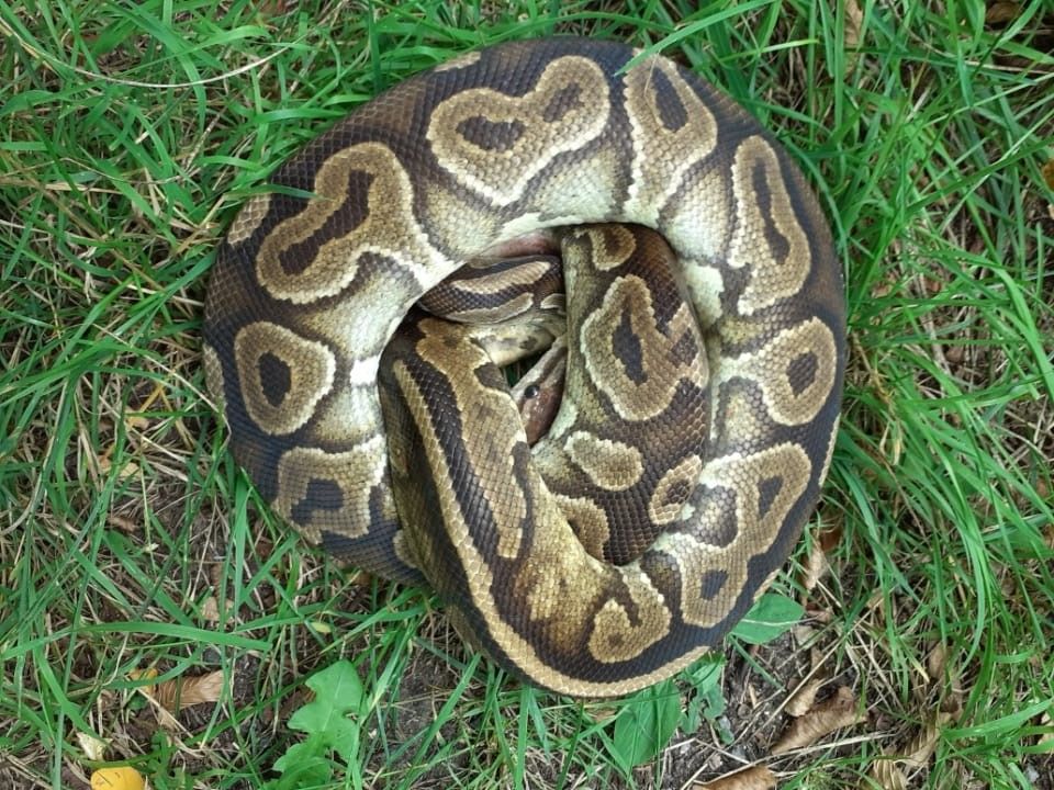 EVASION - Un python royal découvert en forêt de Fontainebleau